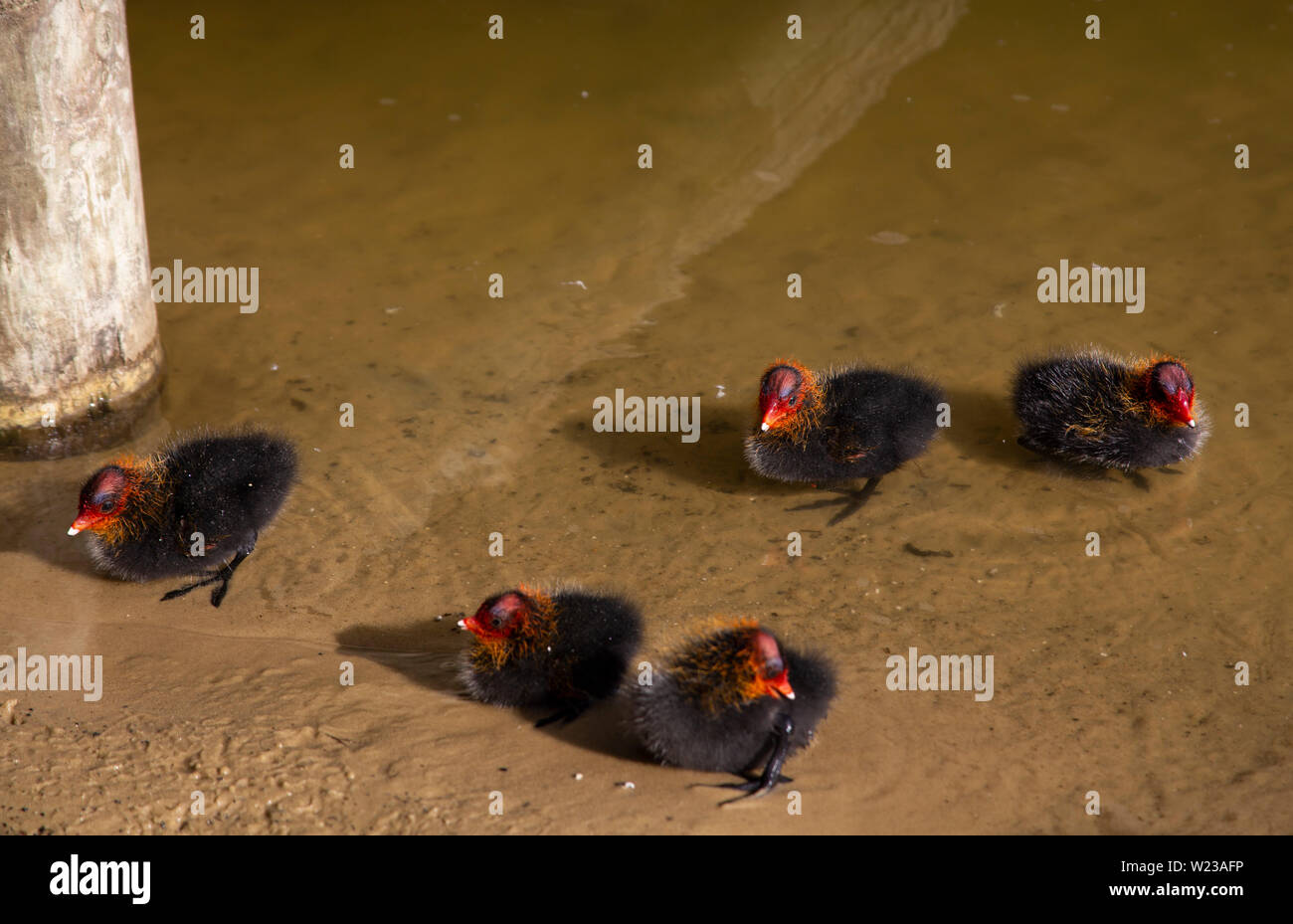 Baby coots hi-res stock photography and images - Alamy