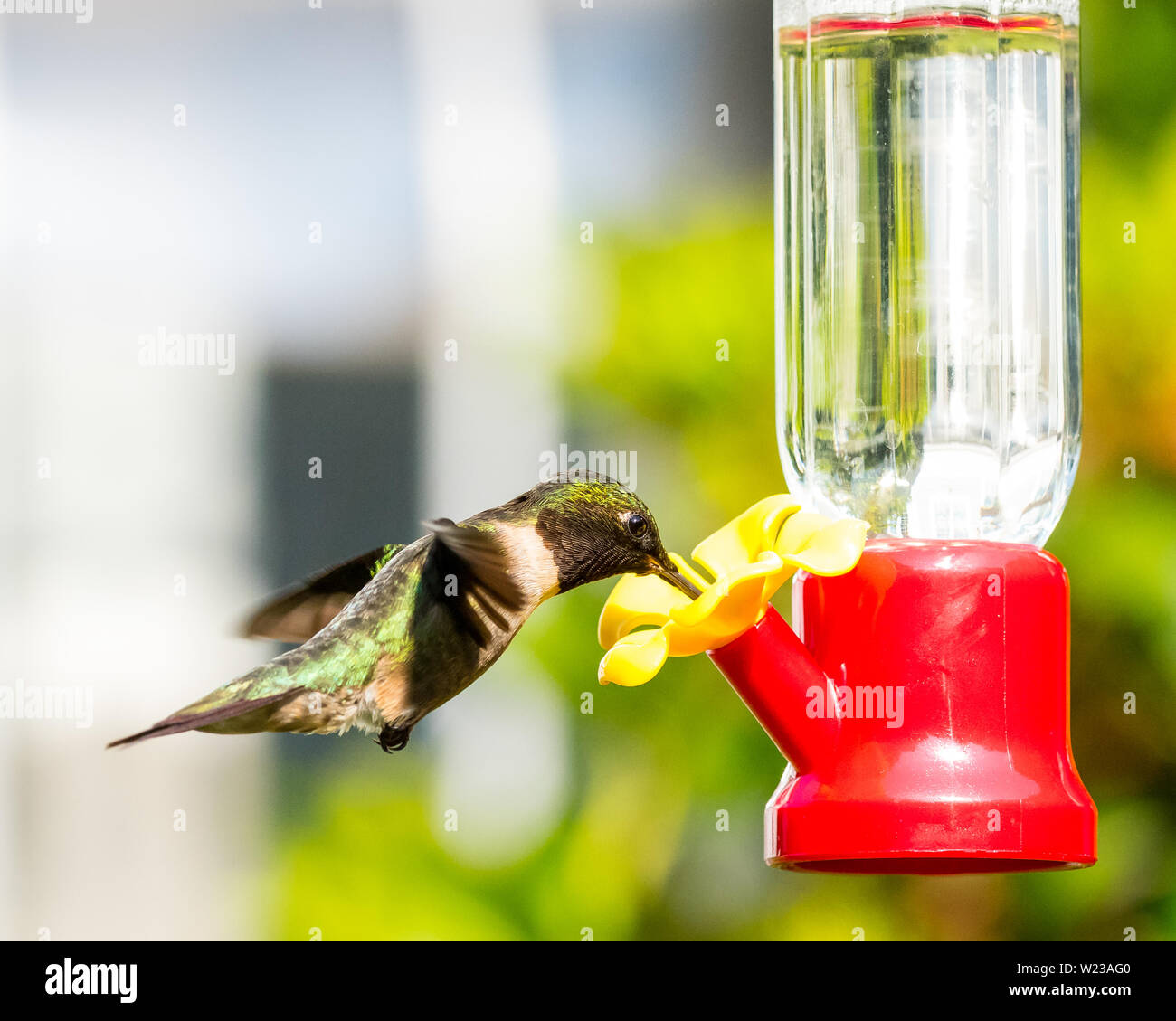 Ruby-Throated Hummingbird feeding at red plastic hummingbird feeder ...