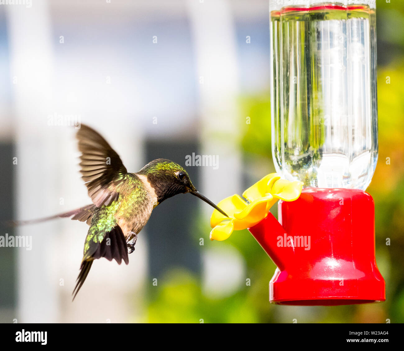 Ruby-Throated Hummingbird flying in and approaching a hummingbird ...