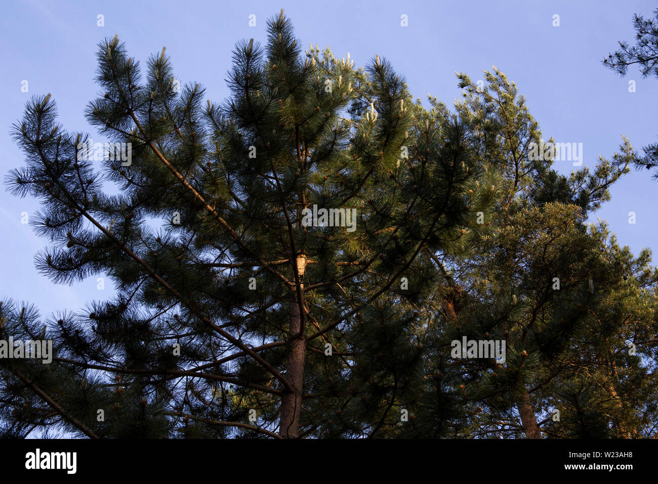 Elveden trees hi-res stock photography and images - Alamy