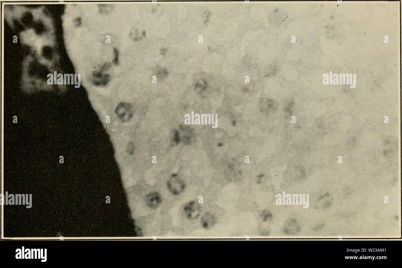 Archive image from page 149 of Cytochemistry a critical approach (1953 ...