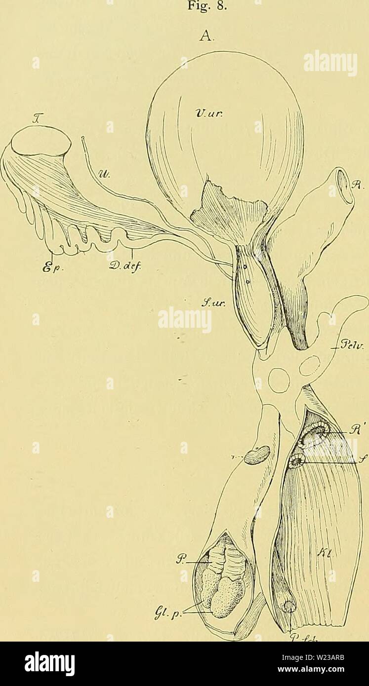 Praeputium hi-res stock photography and images - Alamy