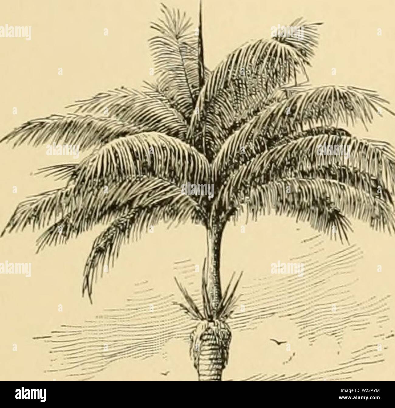 Swollen leaf segments hi-res stock photography and images - Alamy