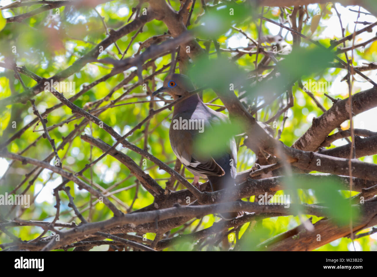 Small pigeon among the leaves of a tree Stock Photo - Alamy