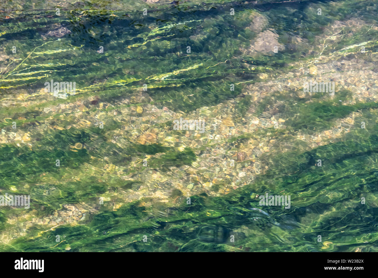 Algae in mountain stream clear water - Image Stock Photo - Alamy