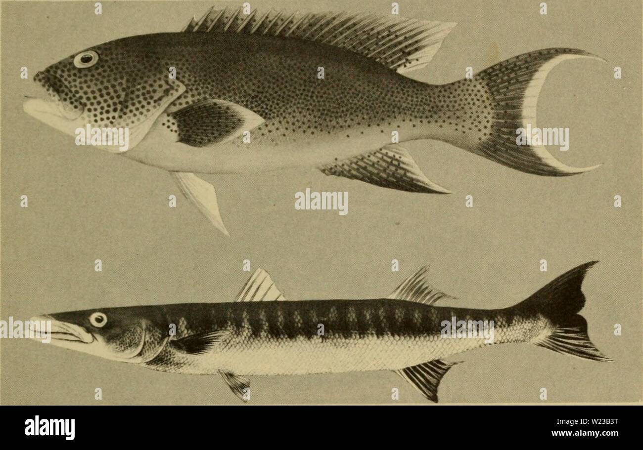 Viscera liver hi-res stock photography and images - Alamy