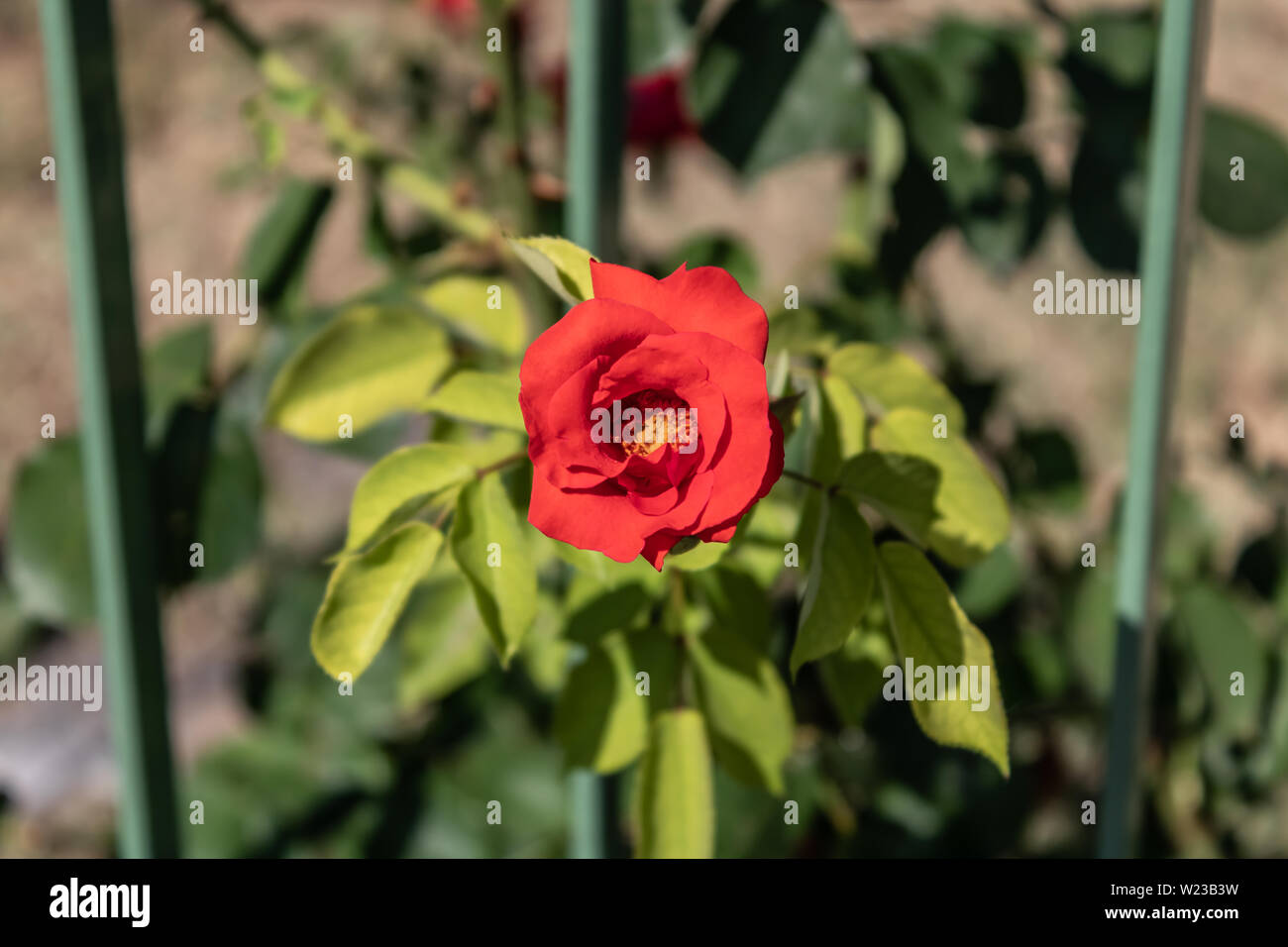 Red floribunda rose with the garden fence on the background - Image ...
