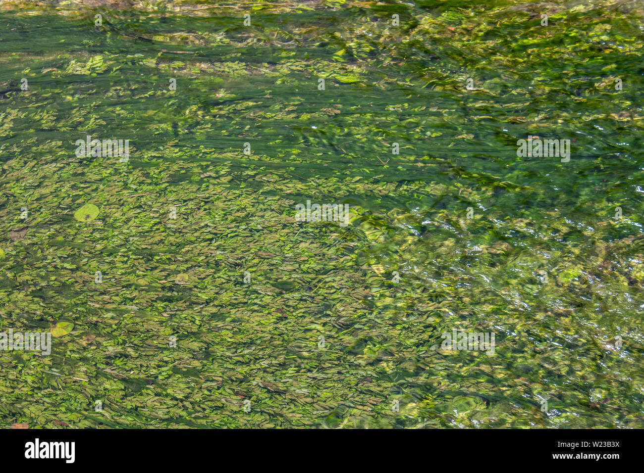 Algae in mountain stream clear water, alga texture - Image Stock Photo ...