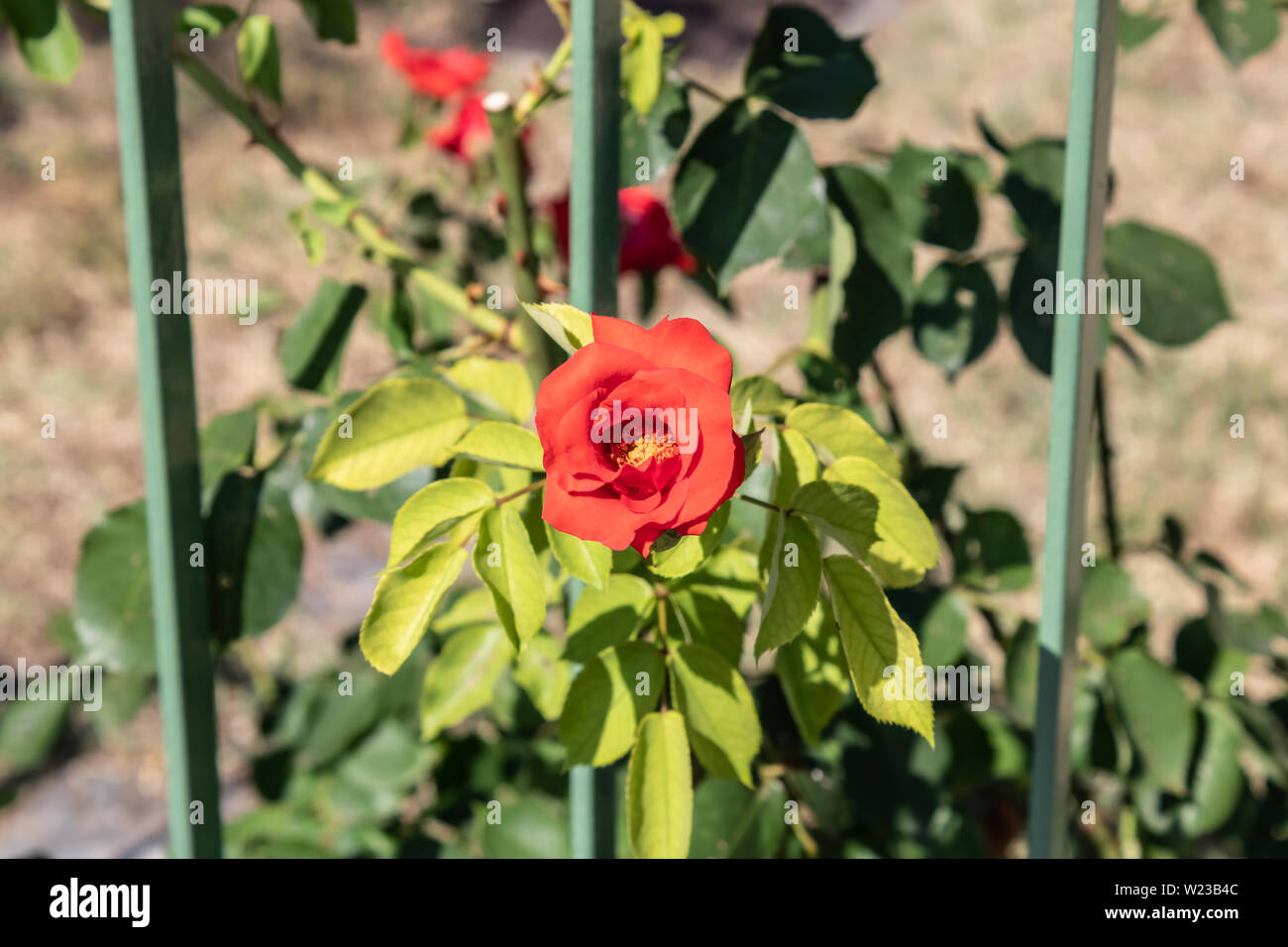 Beautiful red floribunda rose with the garden fence on the background ...