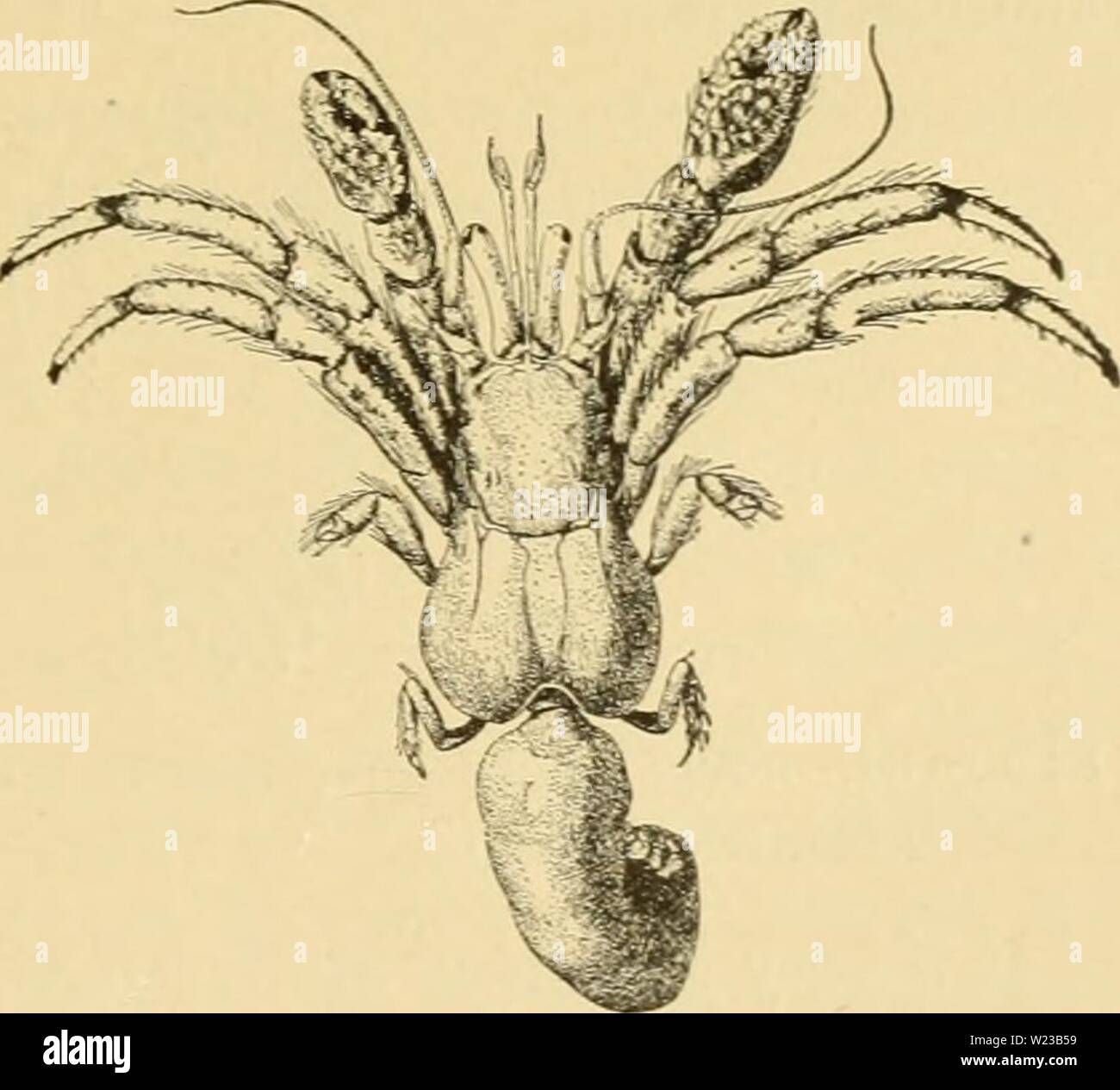 Archive image from page 150 of Decapod Crustacea of Bermuda Their Stock ...