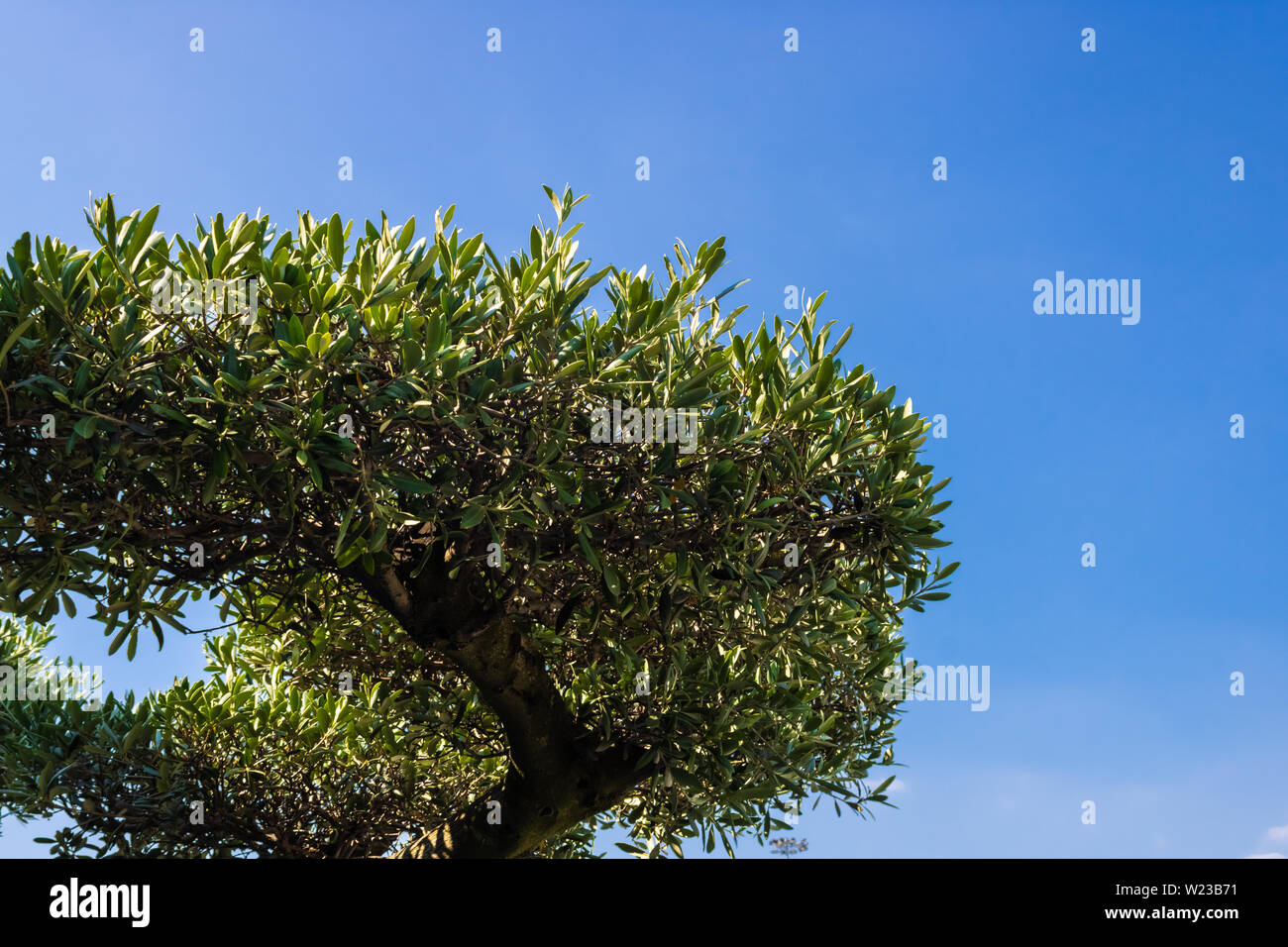 Olive tree top on blue sky background - Image Stock Photo - Alamy