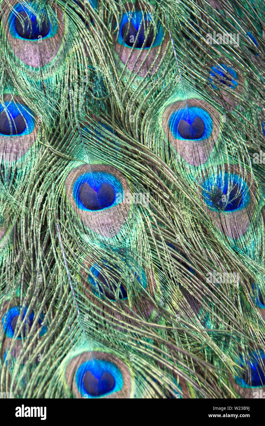 Pea fowl hi-res stock photography and images - Alamy