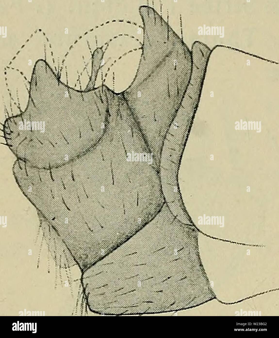 Archive image from page 151 of Danmarks fauna; illustrerede haandbøger ...