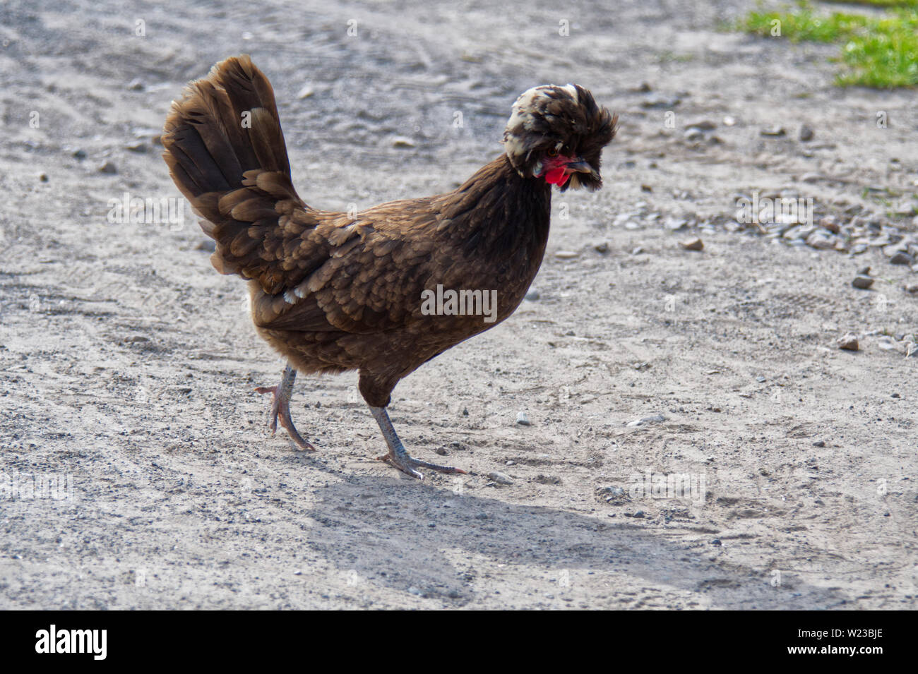 Polish chicken hi-res stock photography and images - Alamy