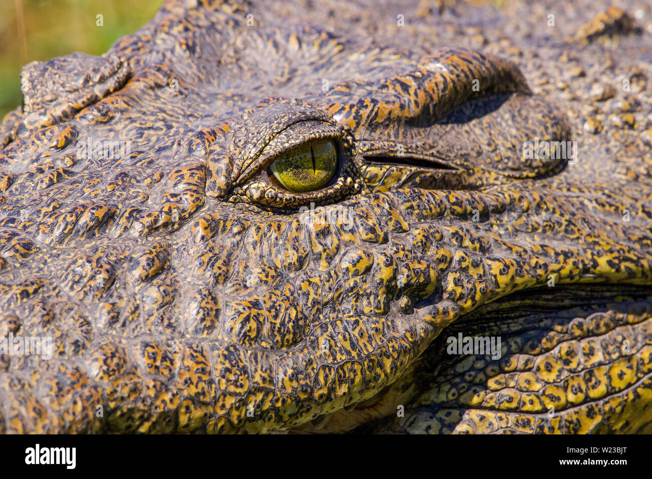 African crocodile close up hi-res stock photography and images - Alamy