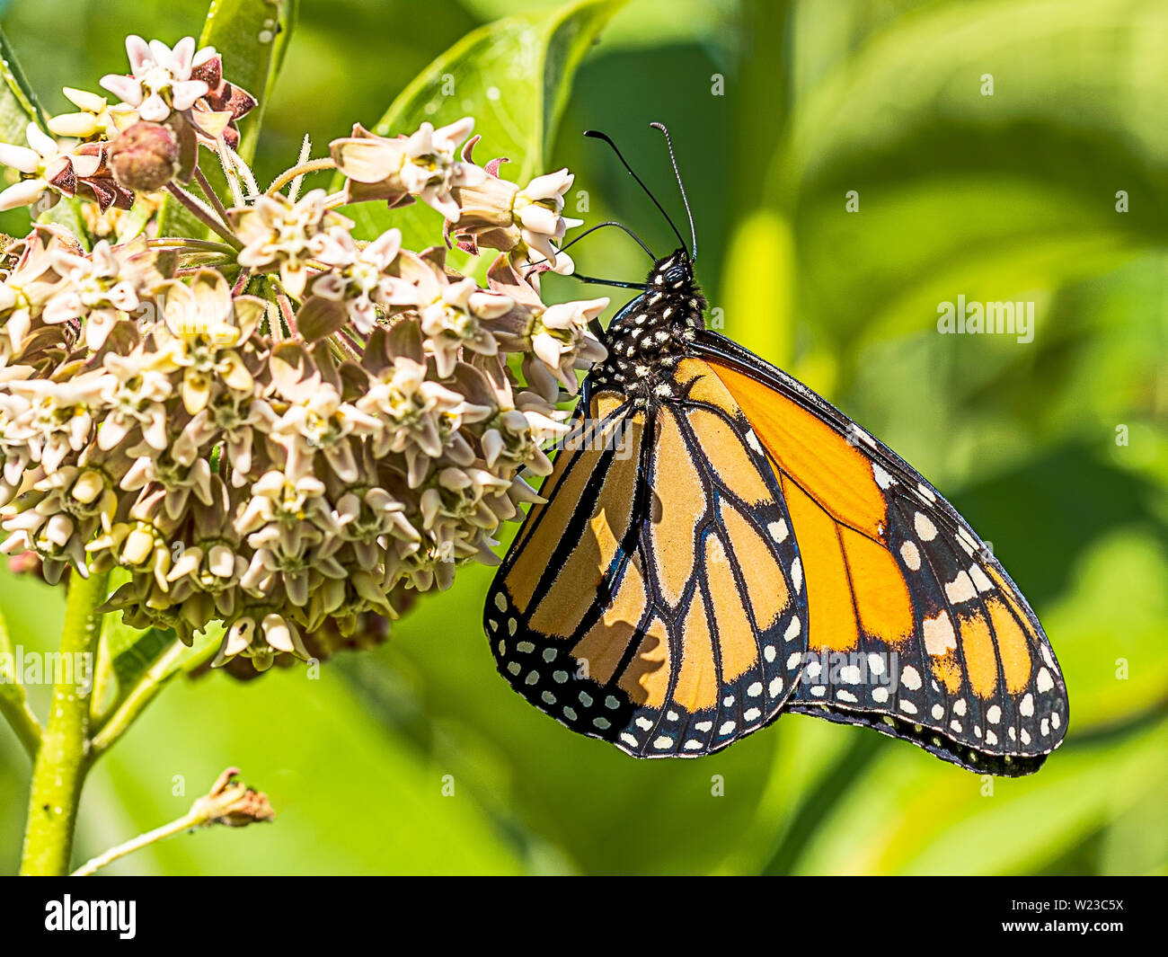 A beautiful female monarch butterfly, also know as a milkweed butterfly ...