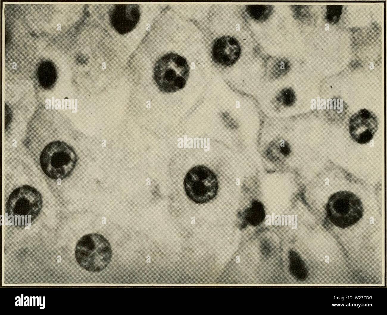 Archive image from page 153 of Cytochemistry a critical approach (1953 ...