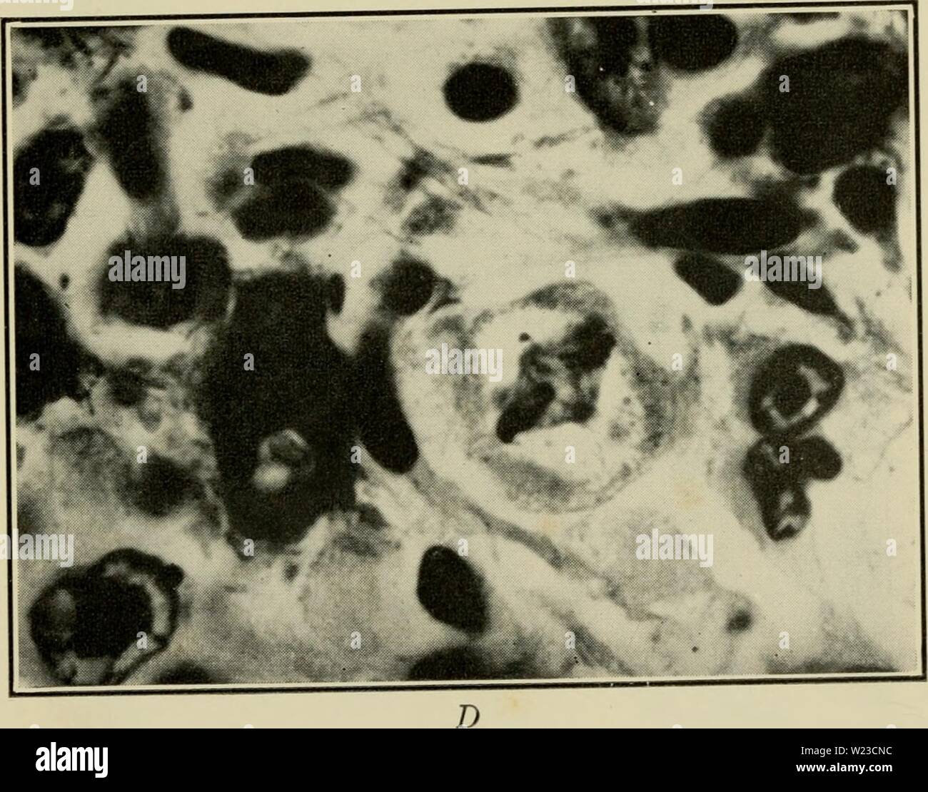 Cytochemistry hi-res stock photography and images - Alamy