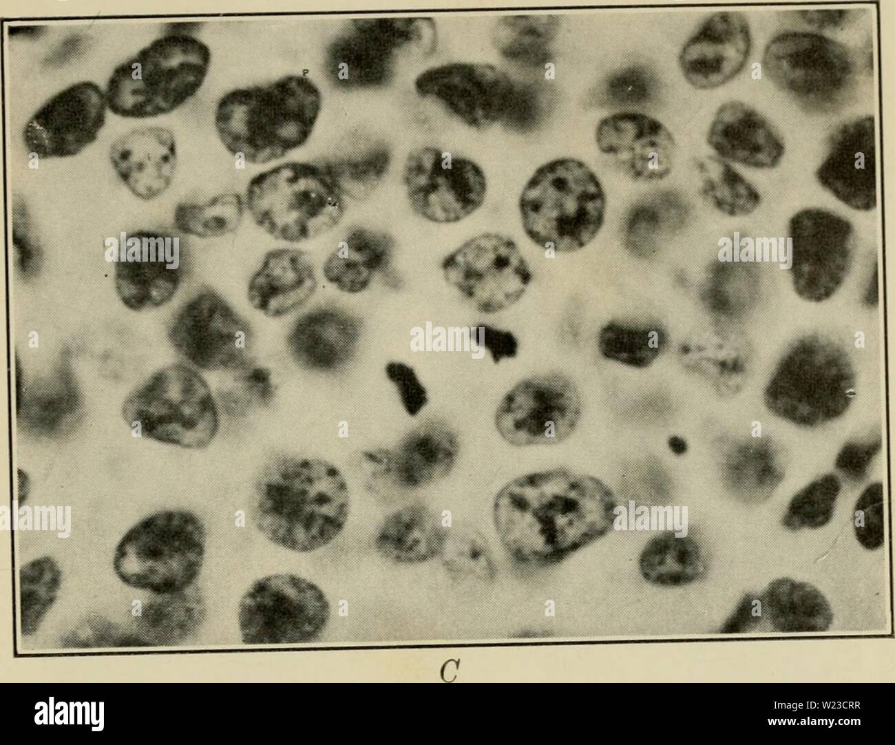 Archive image from page 154 of Cytochemistry a critical approach (1953 ...
