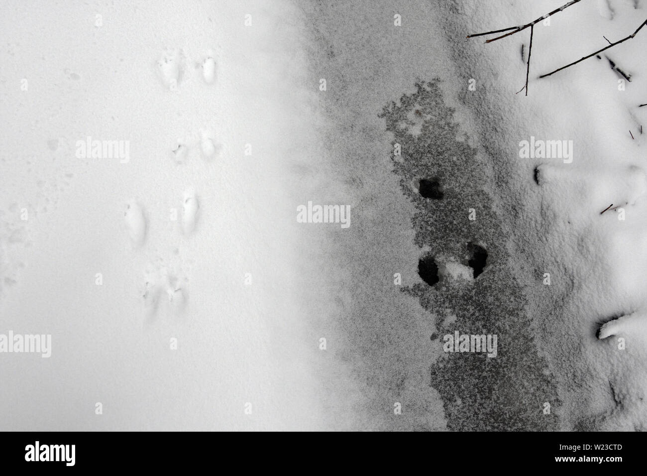 Deer footprint hi-res stock photography and images - Alamy