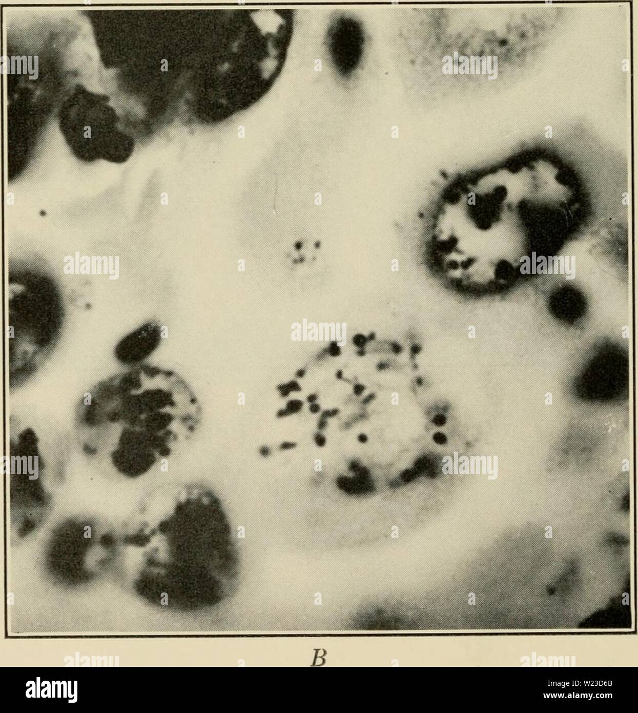 Cytochemistry hi-res stock photography and images - Alamy