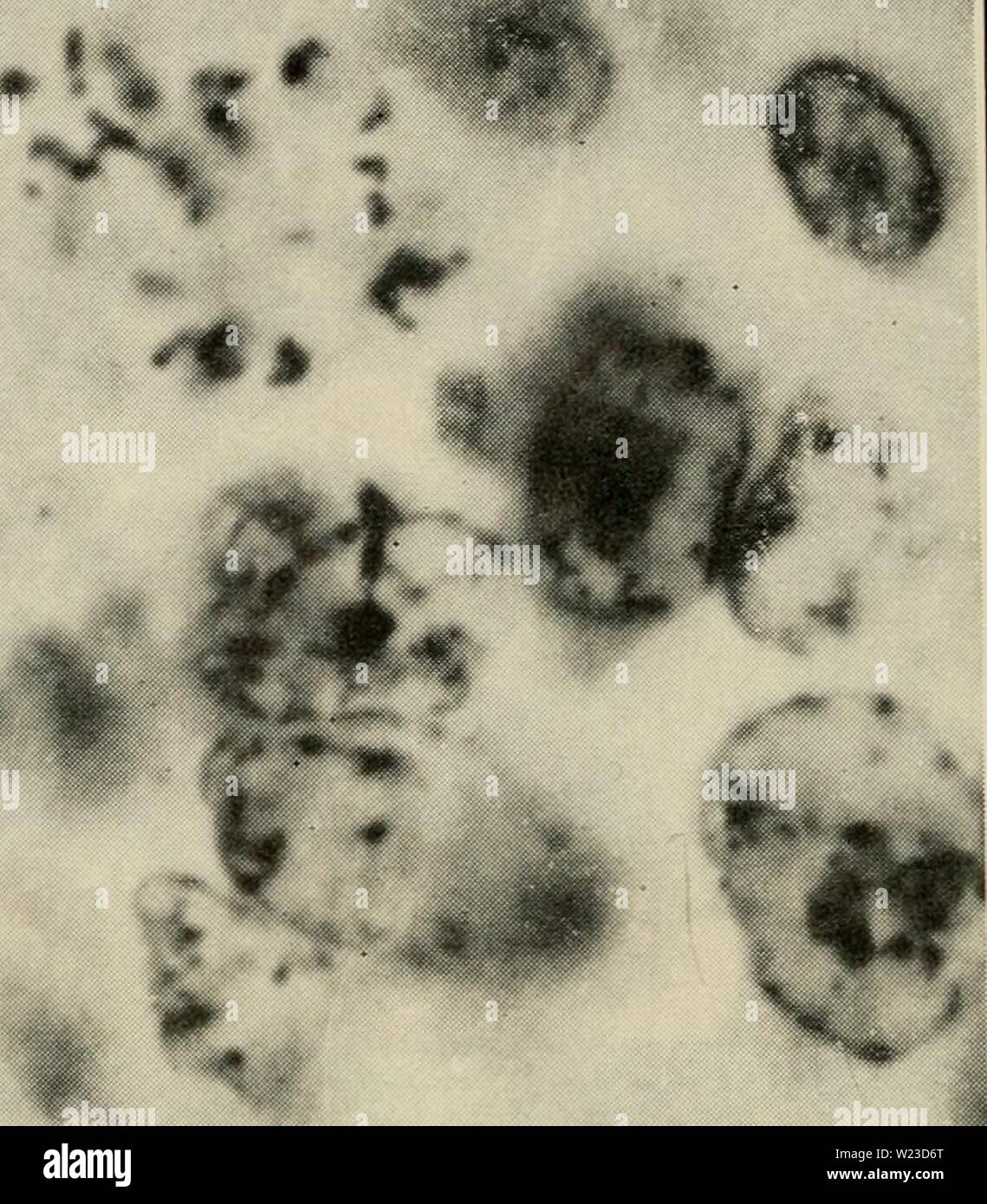 Cytochemistry hi-res stock photography and images - Alamy