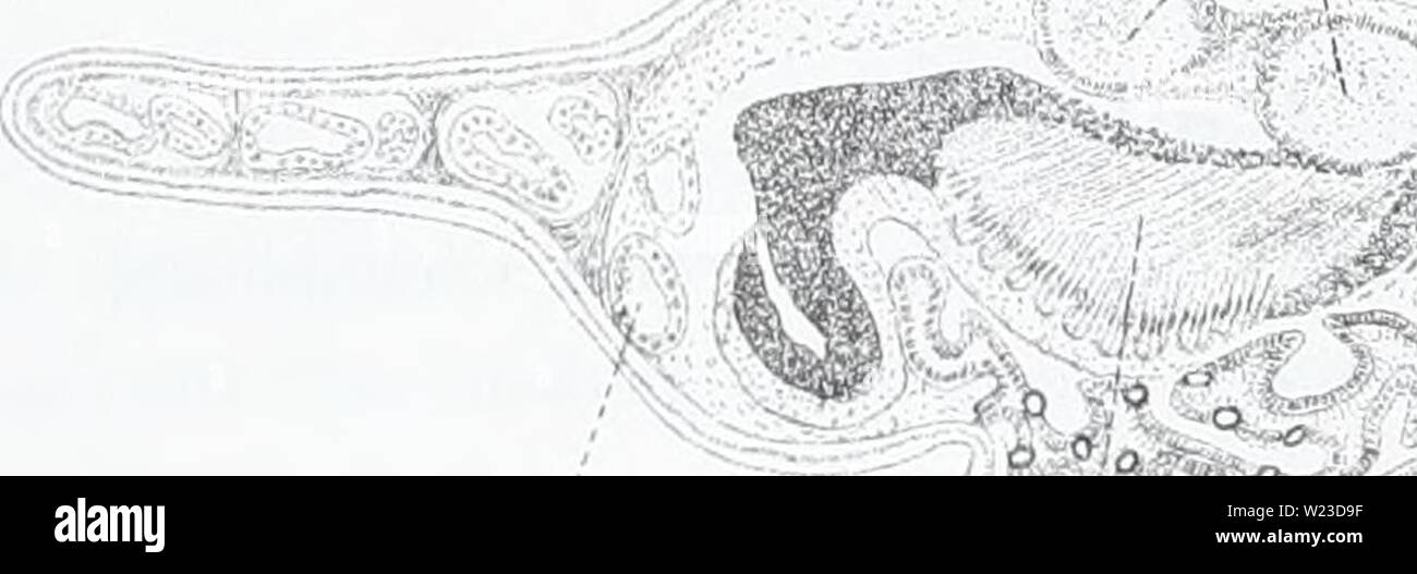 Terminal lobes hi-res stock photography and images - Alamy