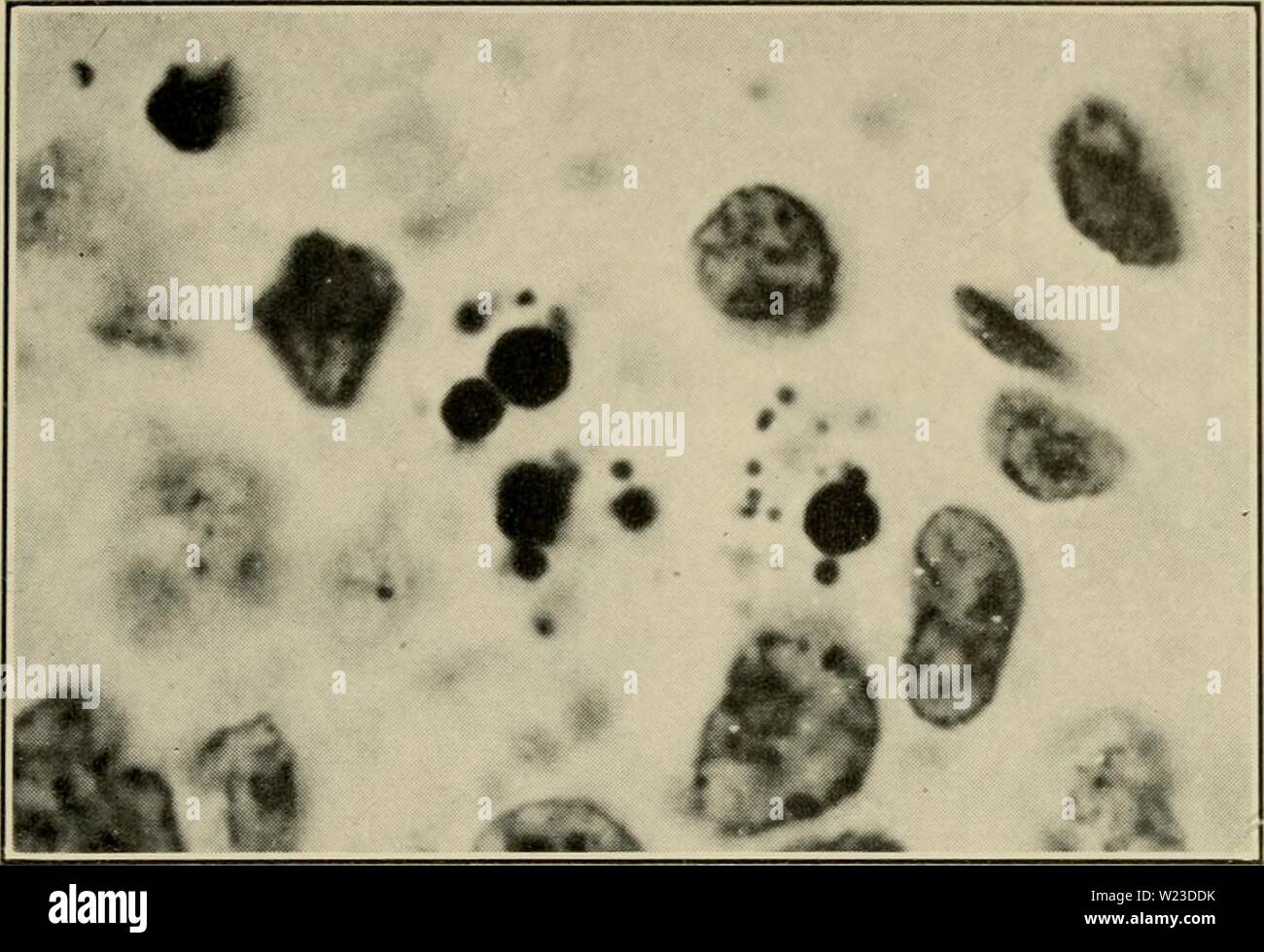 Cytochemistry hi-res stock photography and images - Alamy