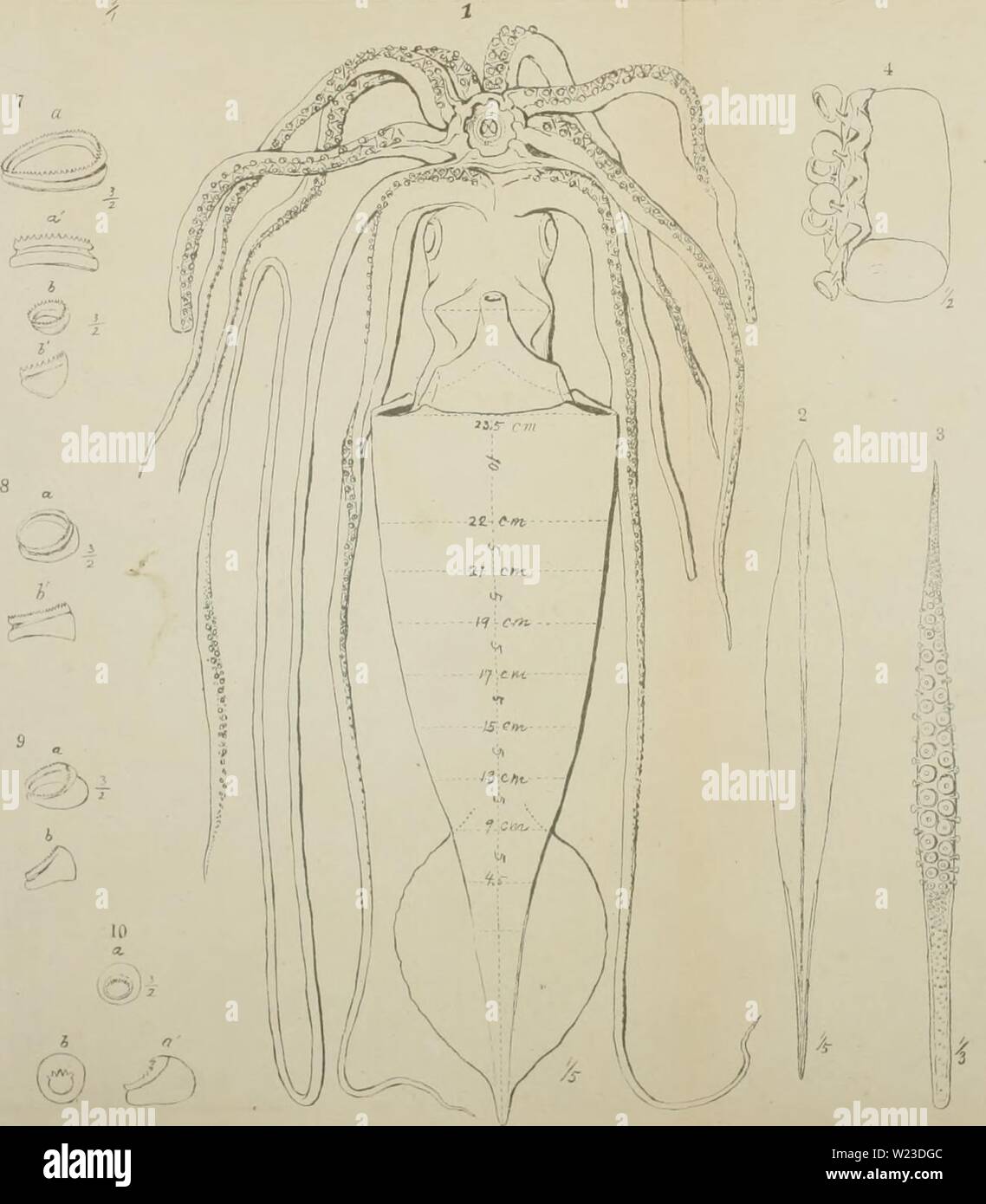 Archive image from page 156 of Dbutsugaku zasshi (1889 Stock Photo - Alamy