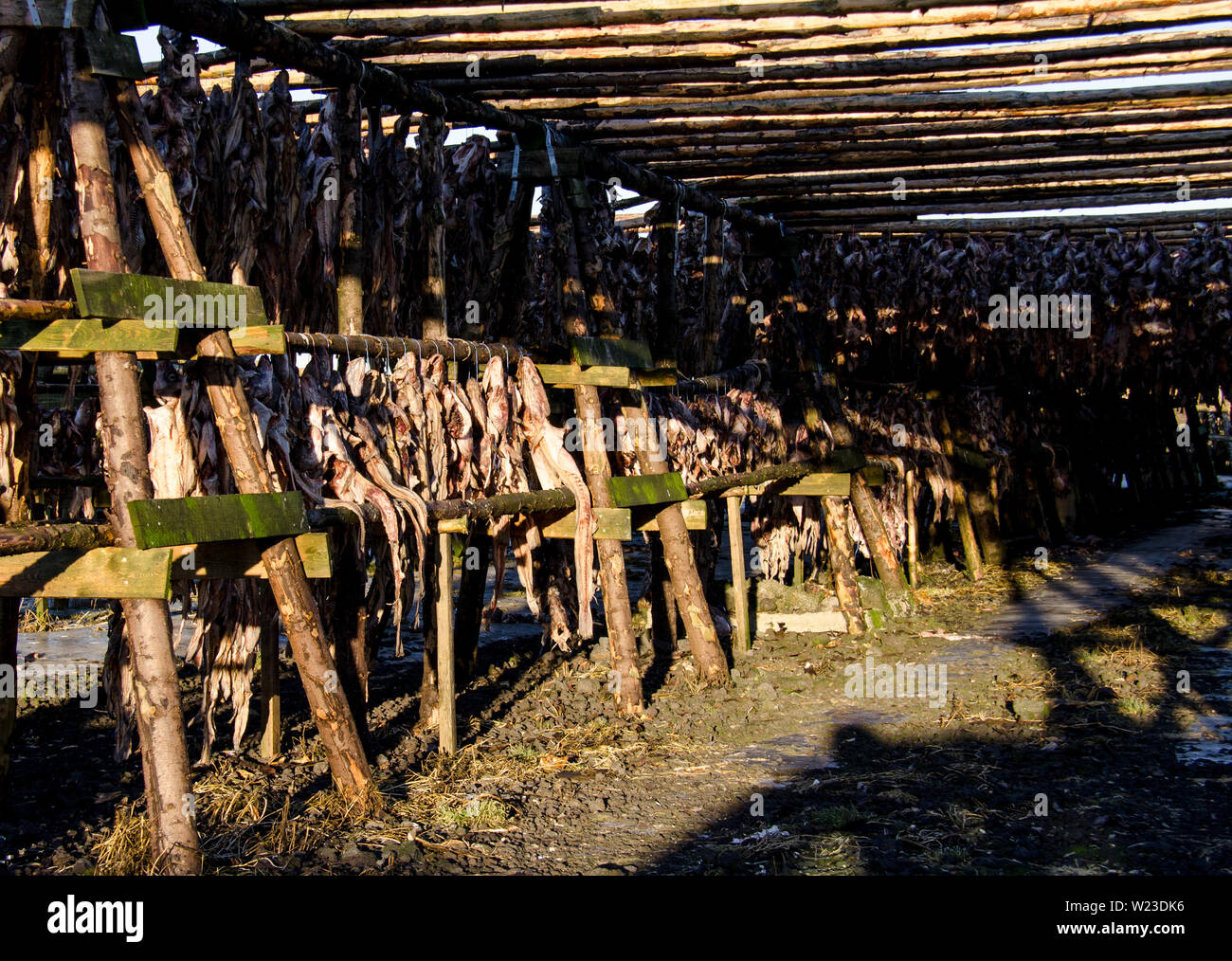 A lot of big fish is dried on wooden supports under the open sky ...