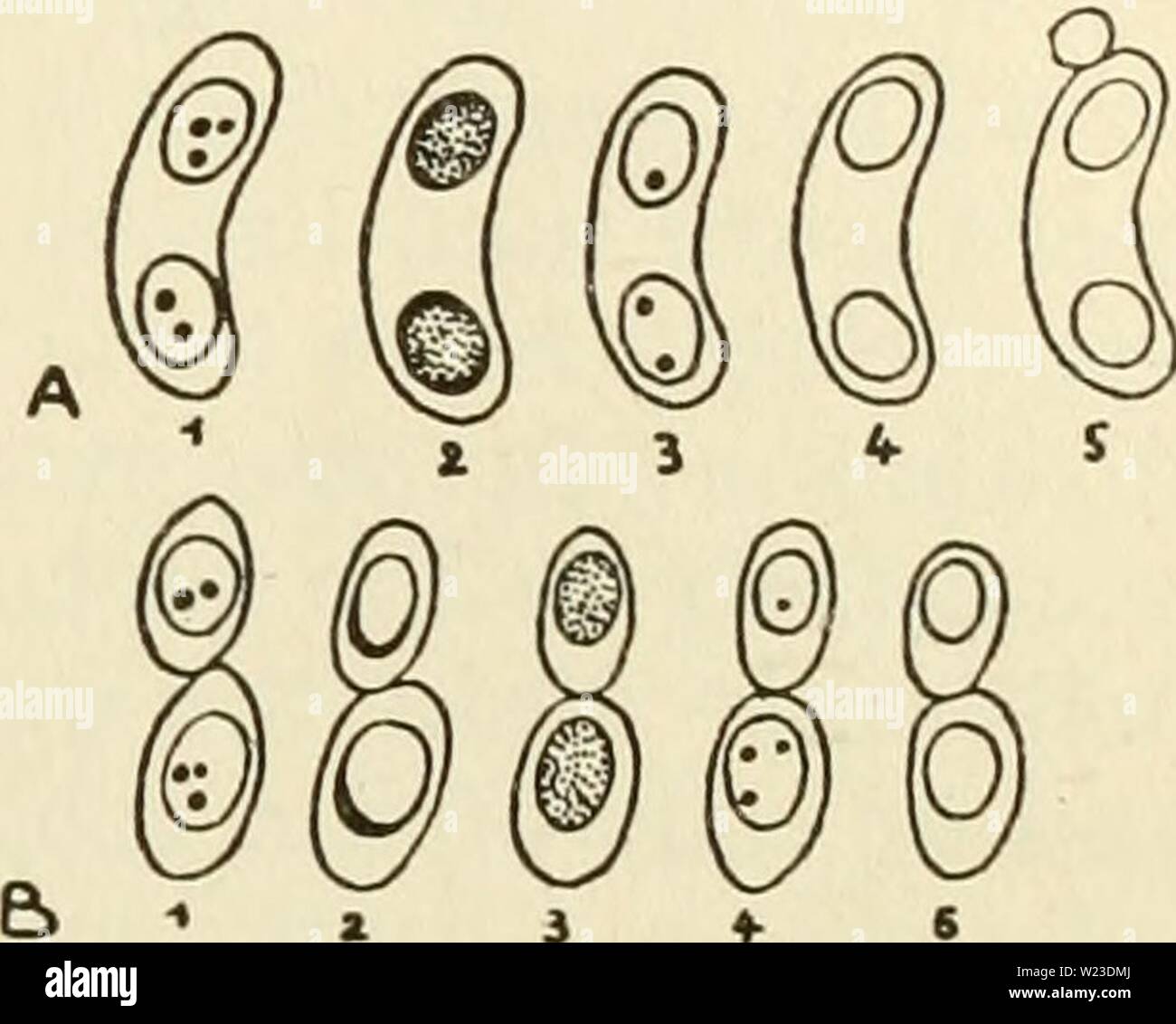 Gram staining hi-res stock photography and images - Alamy