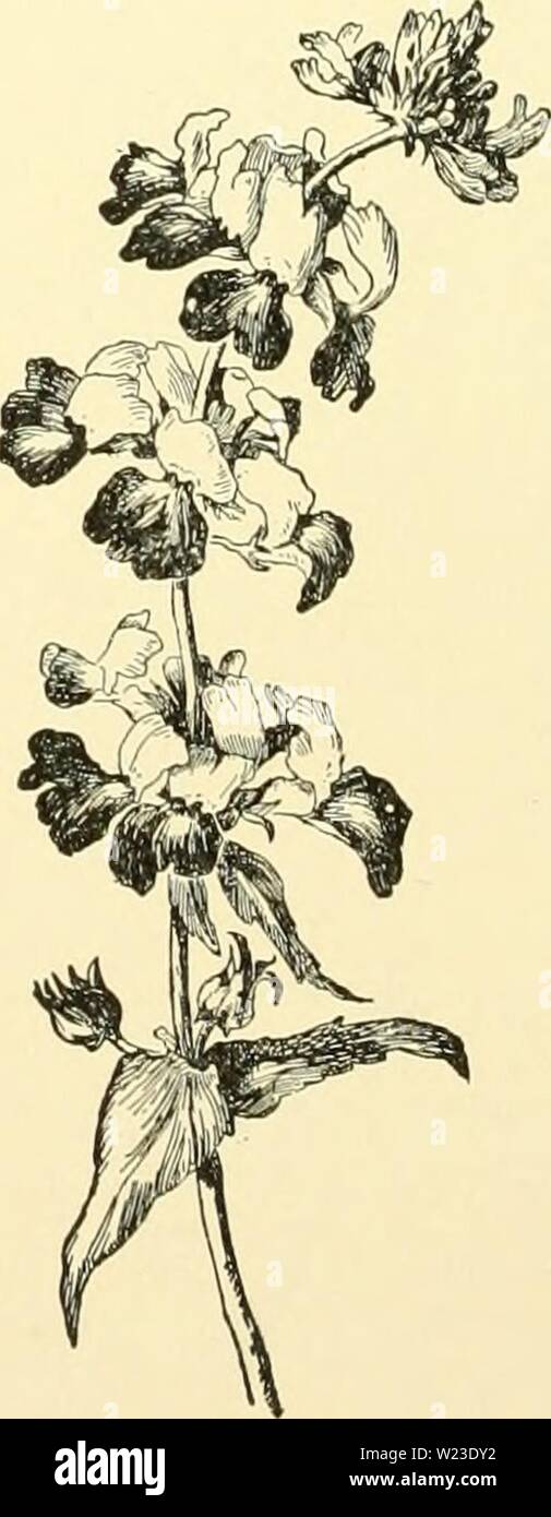 Coleus drawing hi-res stock photography and images - Alamy