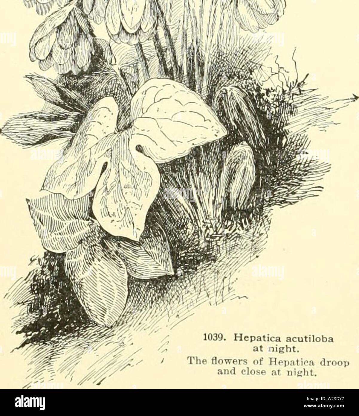 Hepatica drawing hi-res stock photography and images - Alamy