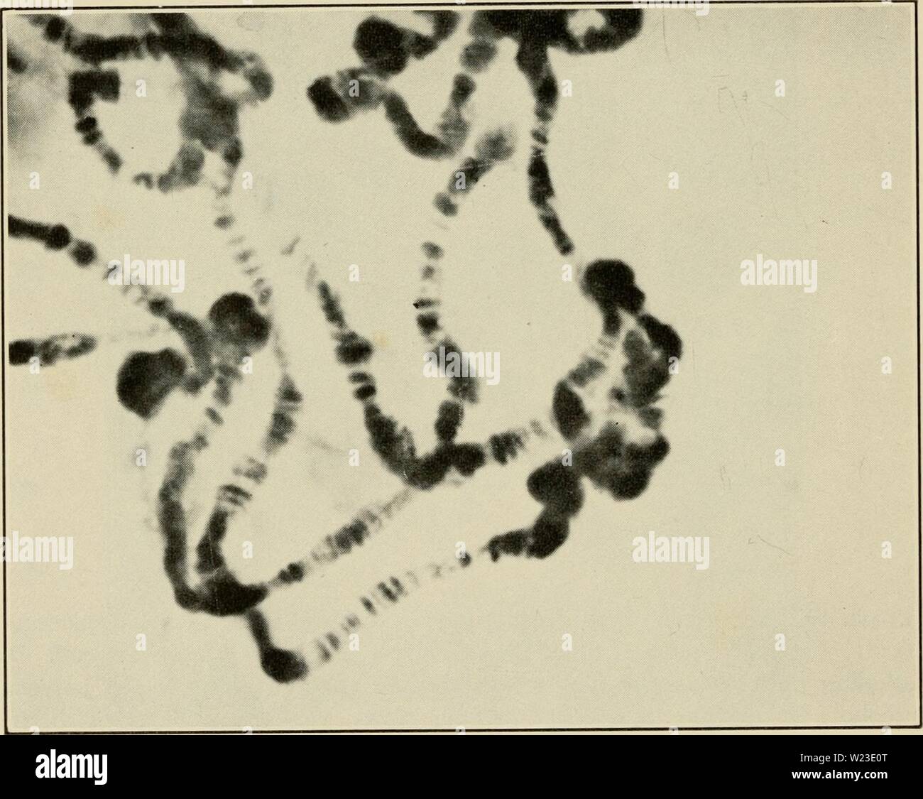 Cytochemistry hi-res stock photography and images - Alamy