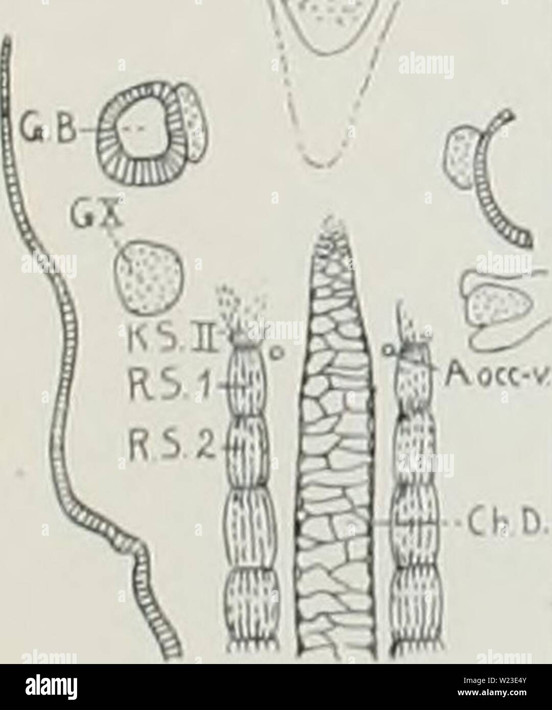 Chondrocranium hi-res stock photography and images - Alamy