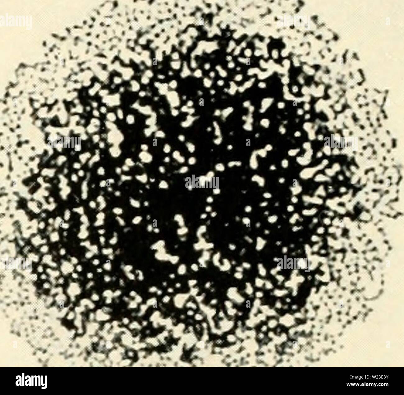 Streptomyces colony hi-res stock photography and images - Alamy