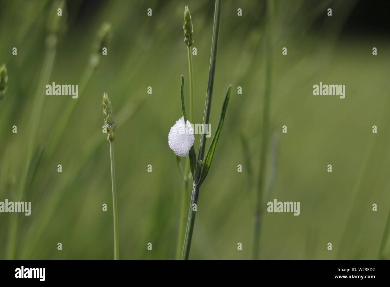 Evidence of insects hi-res stock photography and images - Alamy
