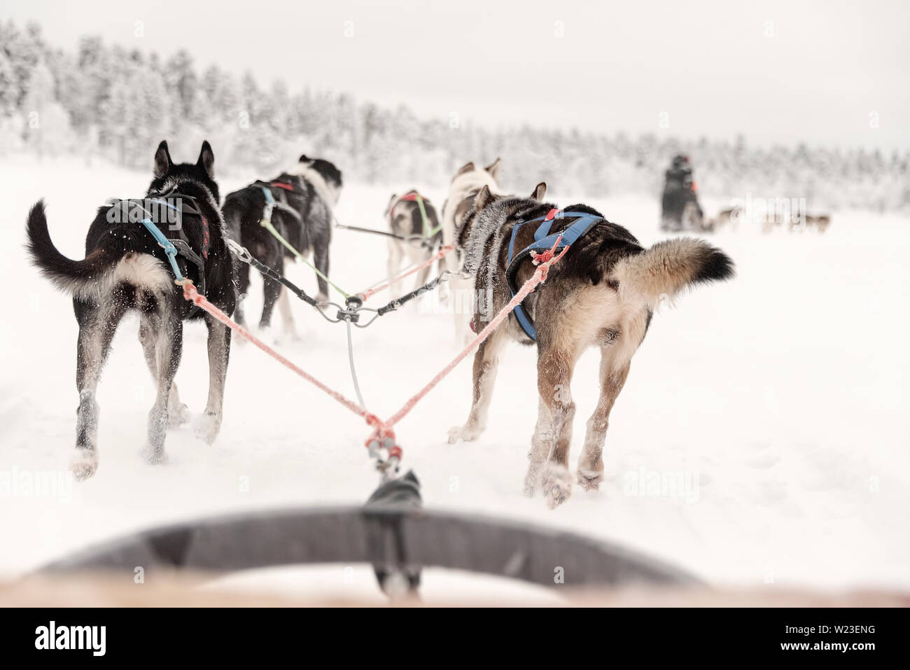 Husky pulling a sleigh hi-res stock photography and images - Alamy