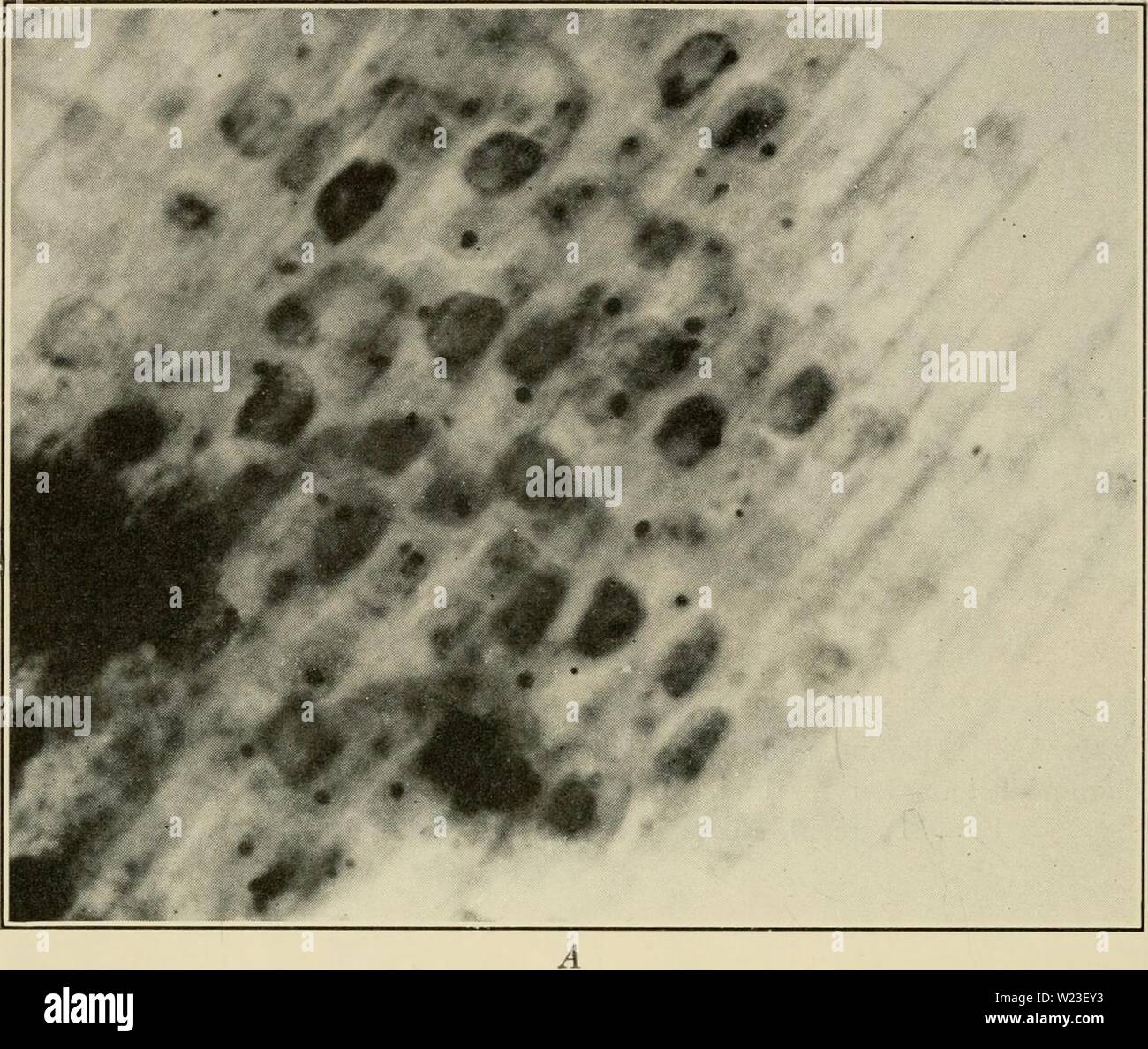 Cytochemistry hi-res stock photography and images - Alamy