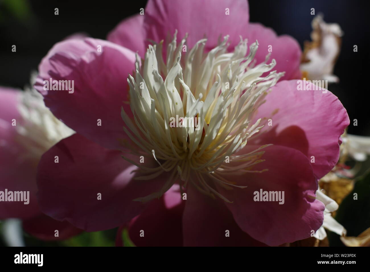 colour image showing a beautiful peonie flower Stock Photo - Alamy