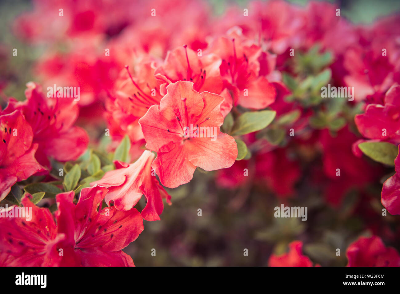 detail of small Rhododendron pink flowers growing in a park Stock Photo ...