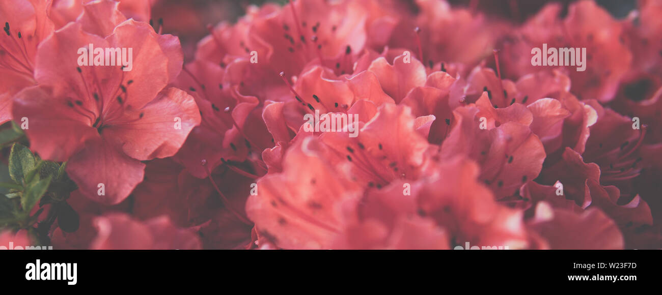 detail of small Rhododendron pink flowers growing in a park Stock Photo ...