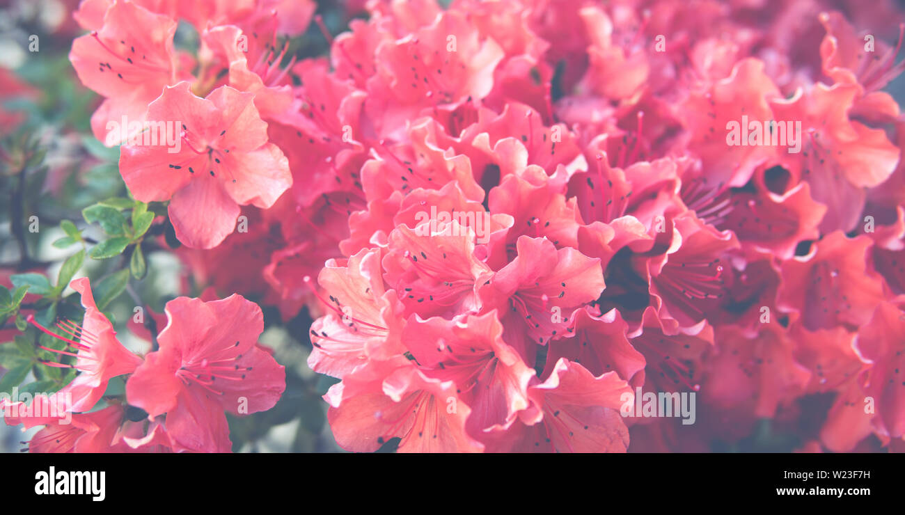 detail of small Rhododendron pink flowers growing in a park Stock Photo ...