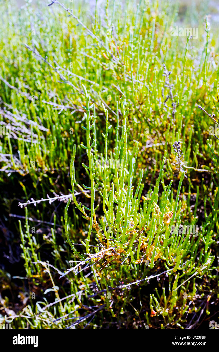 Glasswort salad hi-res stock photography and images - Alamy
