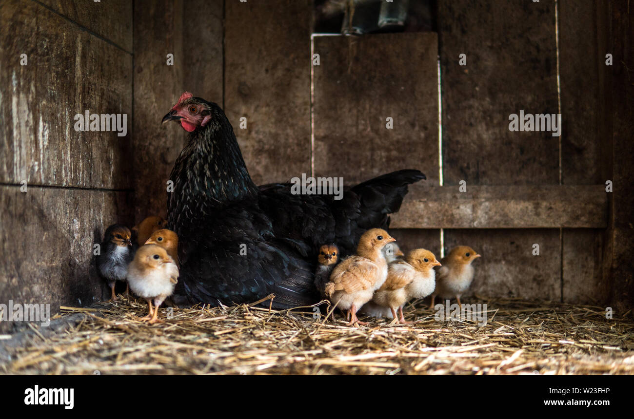 black hen with small chicken inside of an old wooden chicken coop Stock ...