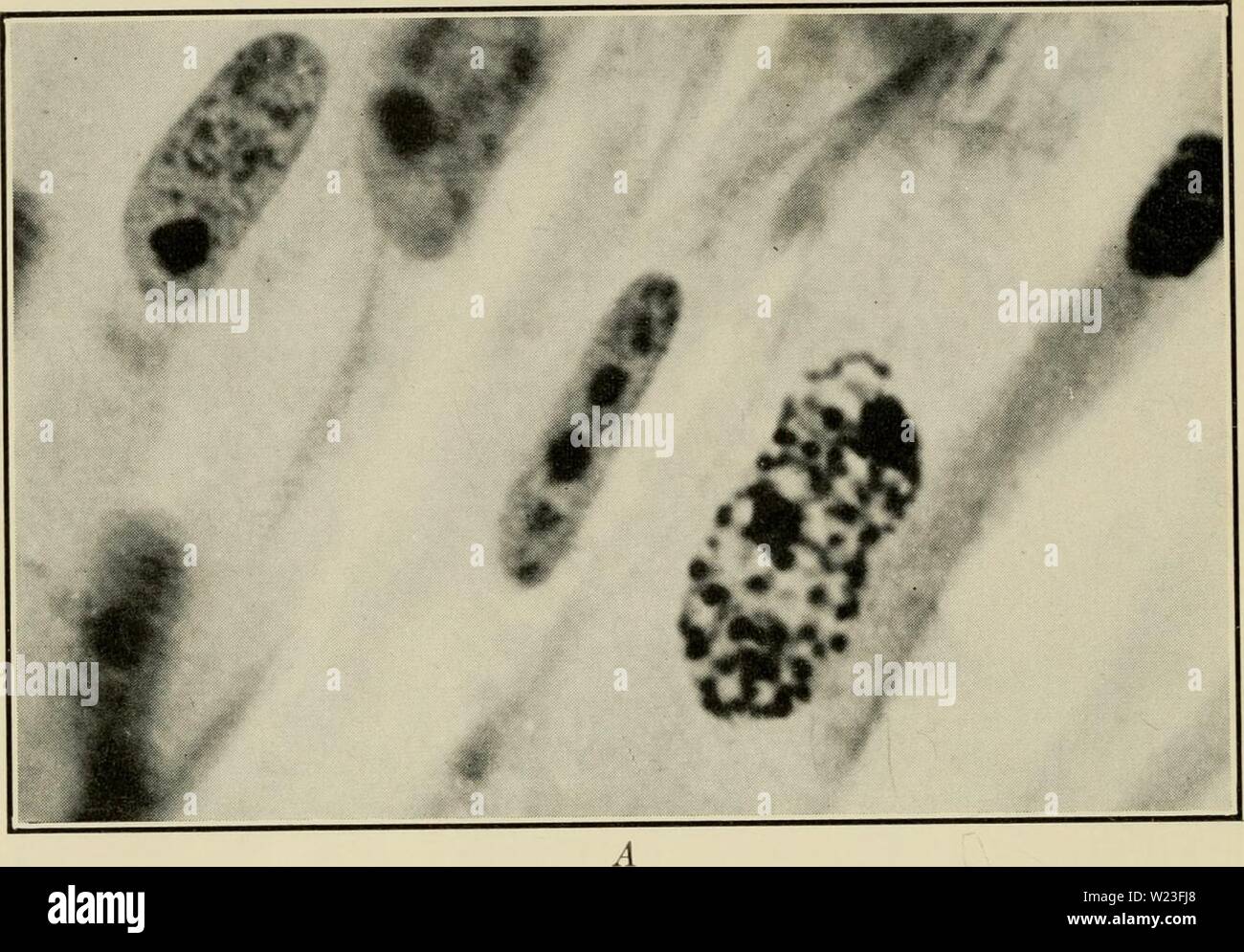 Cytochemistry hi-res stock photography and images - Alamy