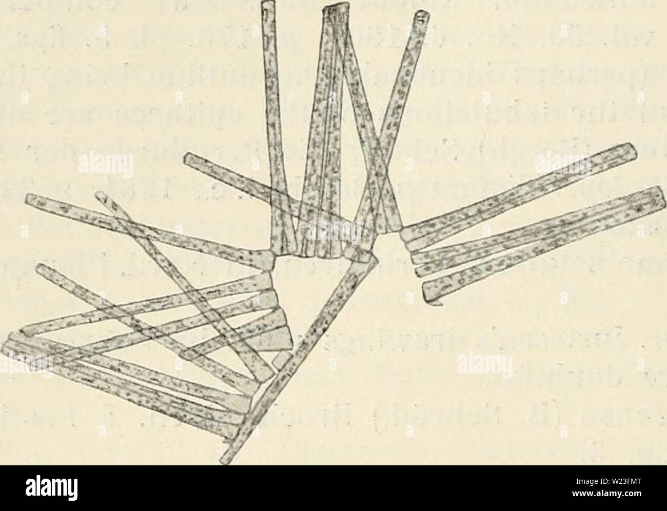 Asterionella High Resolution Stock Photography and Images - Alamy