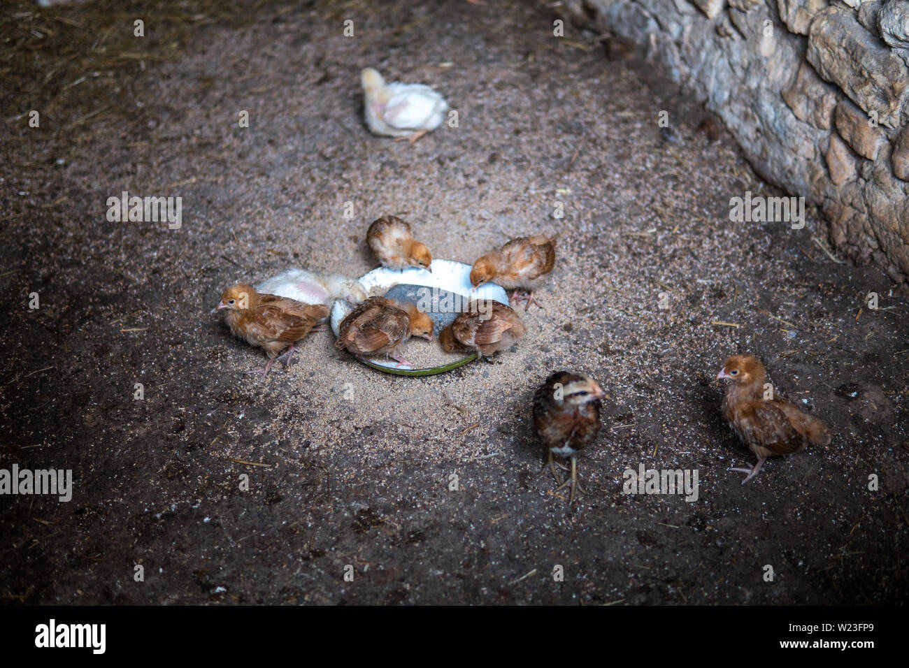 Inside a henhouse hi-res stock photography and images - Alamy