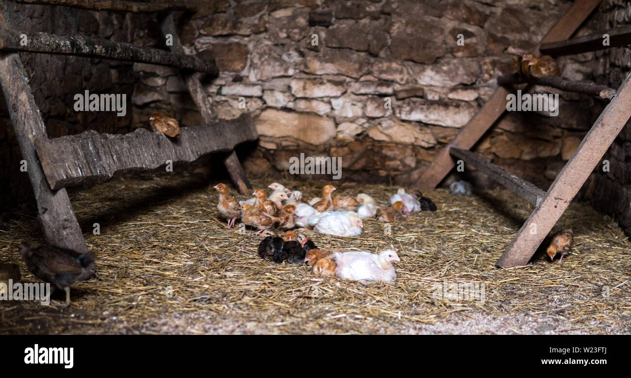 Inside henhouse hi-res stock photography and images - Alamy
