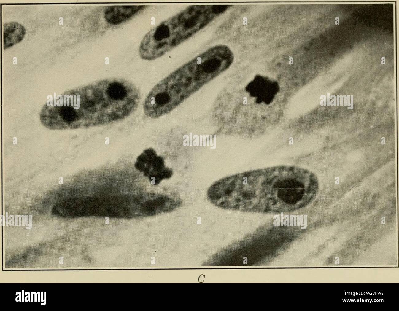 J danielli hi-res stock photography and images - Alamy